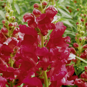 Snapdragon Seed - Griffin Greenhouse Supplies