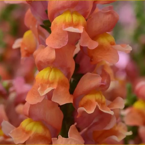 Snapdragon Seed - Griffin Greenhouse Supplies