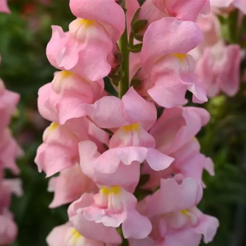 Snapdragon Rocket Pink ASTD - Griffin Greenhouse Supplies