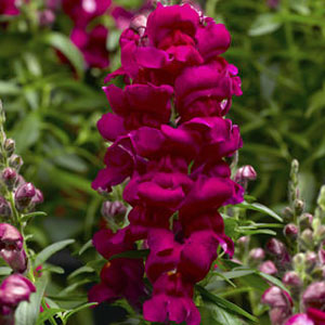 Snapdragon Seed - Griffin Greenhouse Supplies