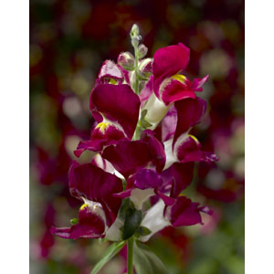 Snapdragon Seed - Griffin Greenhouse Supplies