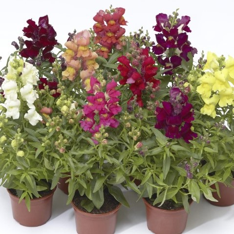 Snapdragon Seed - Griffin Greenhouse Supplies