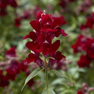 Snapdragon Seed - Griffin Greenhouse Supplies