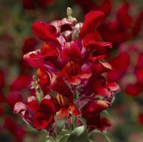 Snapdragon Seed - Griffin Greenhouse Supplies