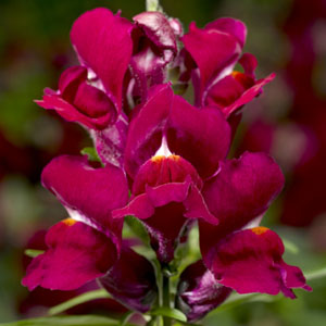 Snapdragon Seed - Griffin Greenhouse Supplies