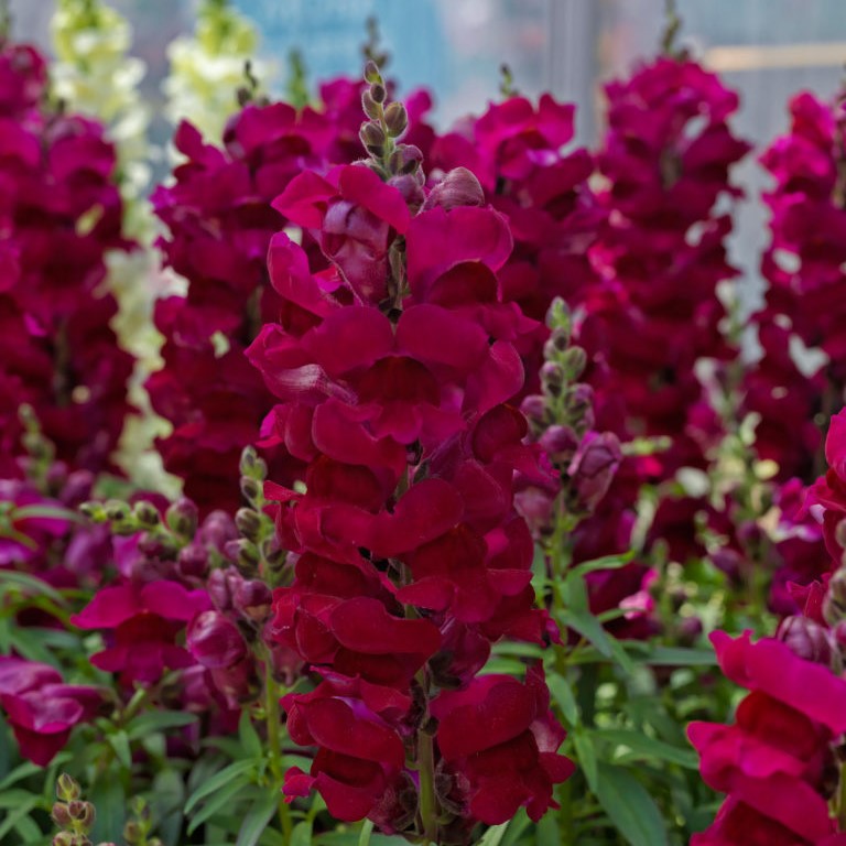 Snapdragon Seed - Griffin Greenhouse Supplies