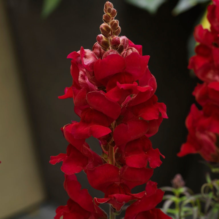 Snapdragon Seed - Griffin Greenhouse Supplies