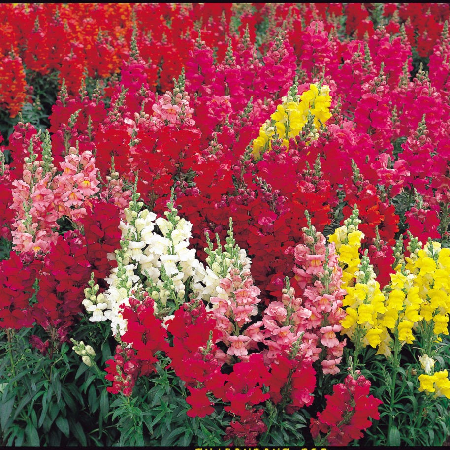 Snapdragon Seed - Griffin Greenhouse Supplies