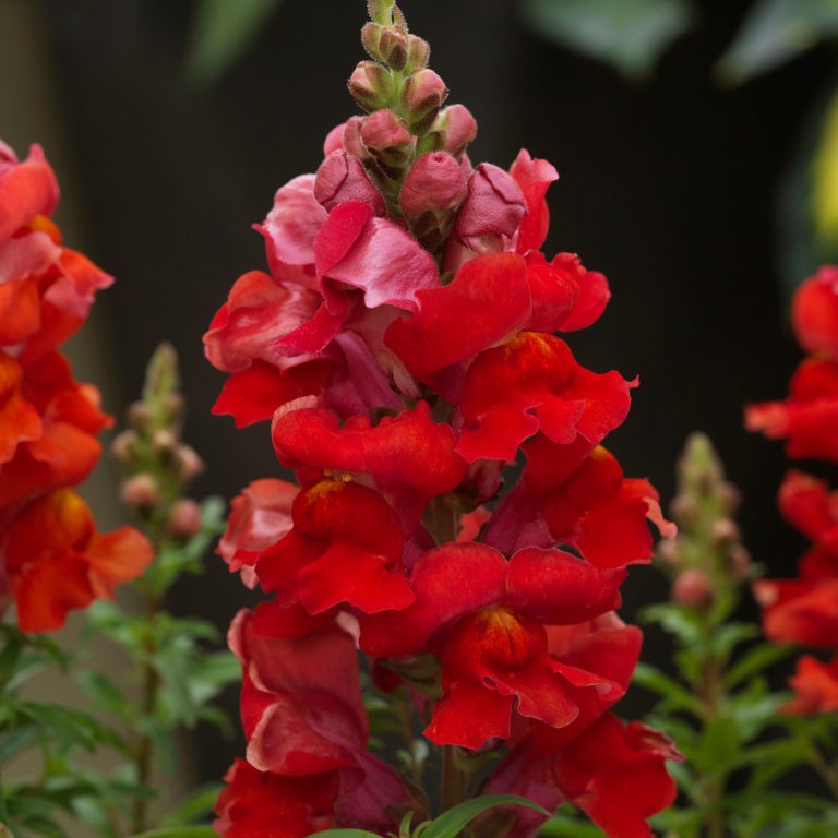 Snapdragon Seed - Griffin Greenhouse Supplies