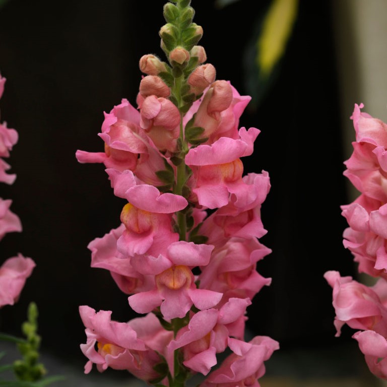 Snapdragon Seed - Griffin Greenhouse Supplies