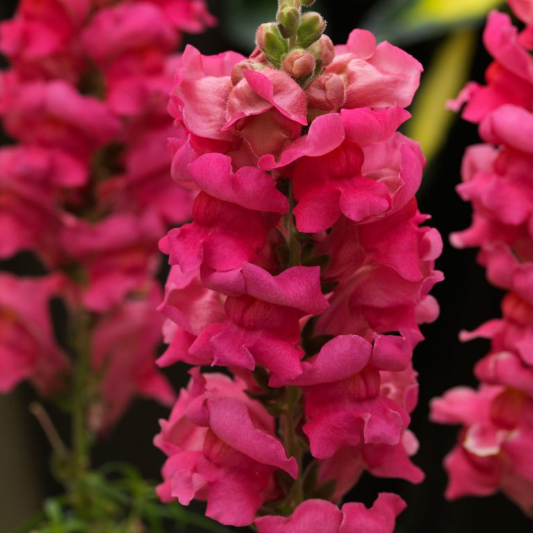 Snapdragon Seed - Griffin Greenhouse Supplies
