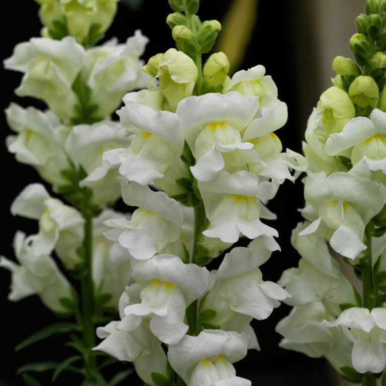 Snapdragon Seed - Griffin Greenhouse Supplies