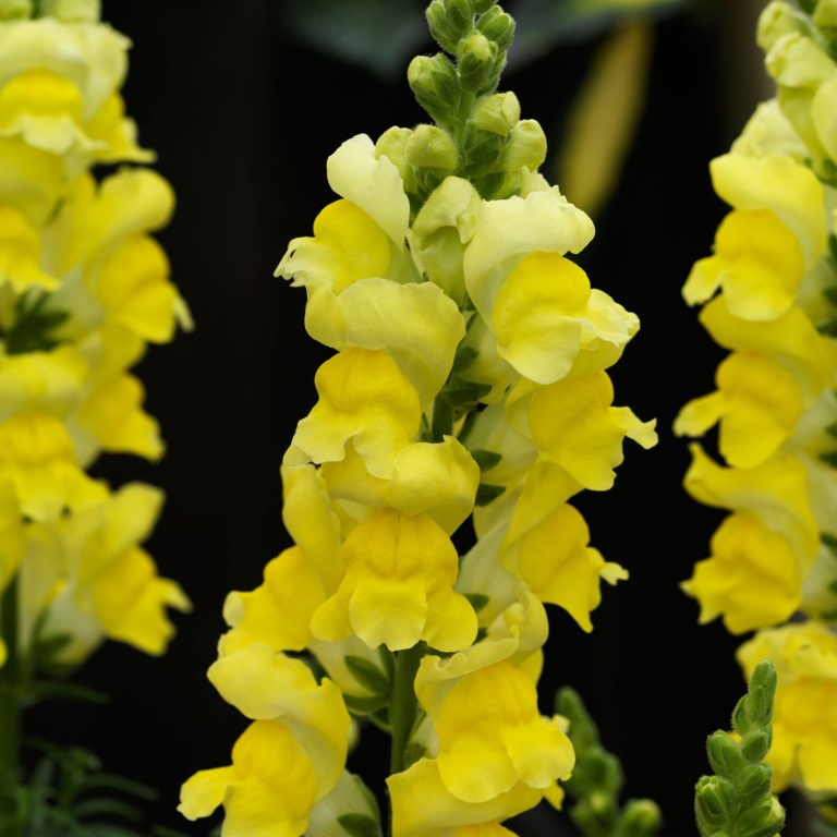 Snapdragon Seed - Griffin Greenhouse Supplies