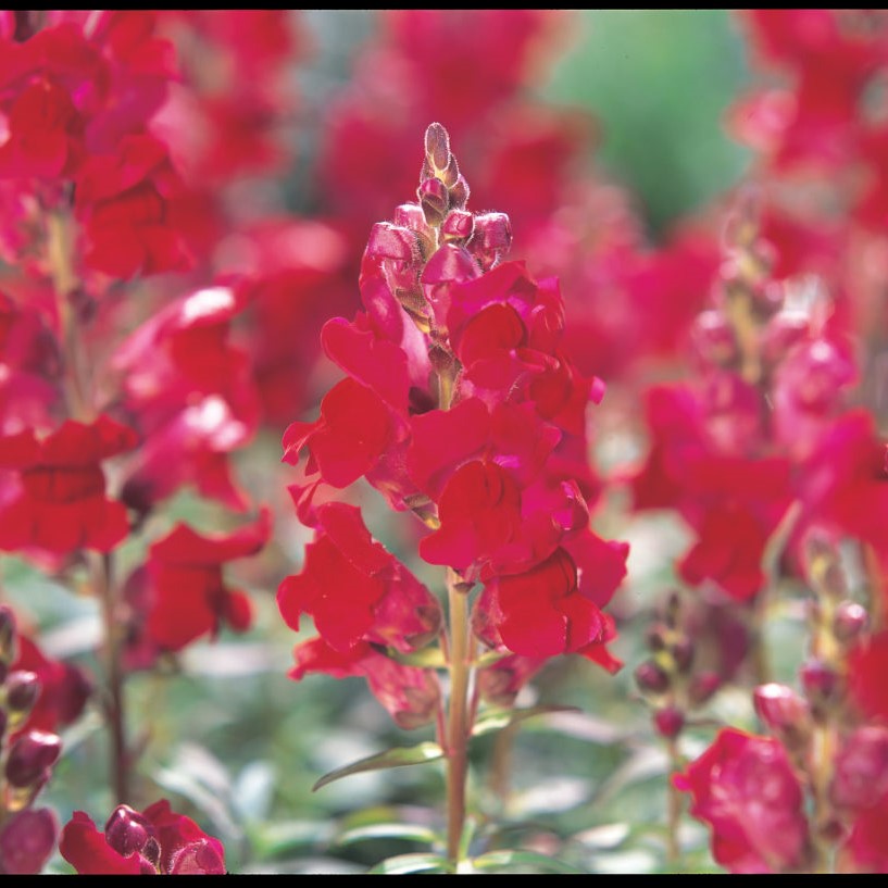 Snapdragon Speedy Sonnet Crimson 144/142 Tray - Griffin Greenhouse Supplies