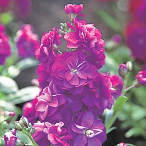 Stock Seed - Griffin Greenhouse Supplies