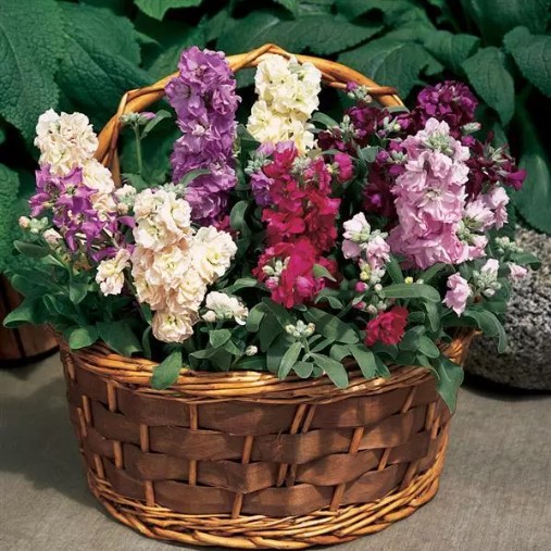 Stock Seed - Griffin Greenhouse Supplies