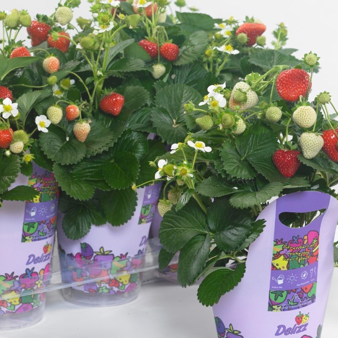 You Searched For "strawberry" - Griffin Greenhouse Supplies