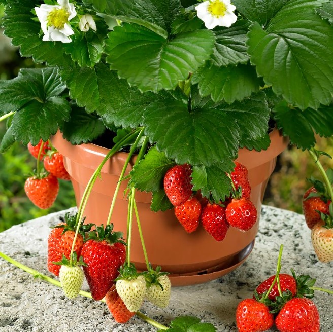 Strawberry Seed - Griffin Greenhouse Supplies