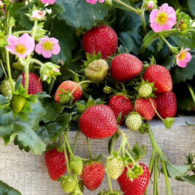 Strawberry Seed - Griffin Greenhouse Supplies