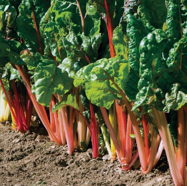 Swiss Chard Bright Lights ASTD - Griffin Greenhouse Supplies