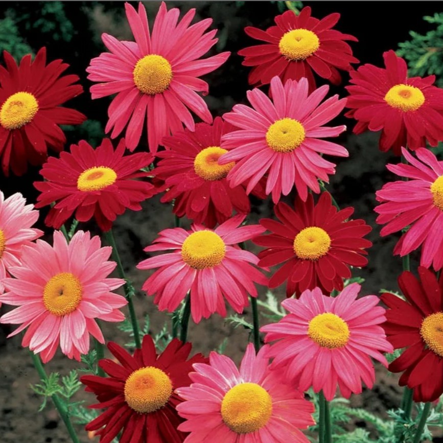 Tanacetum Seed - Griffin Greenhouse Supplies