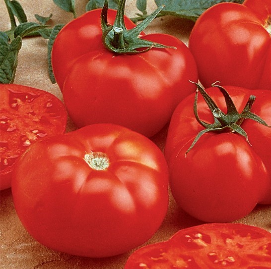 Tomato Beefmaster ASTD - Griffin Greenhouse Supplies