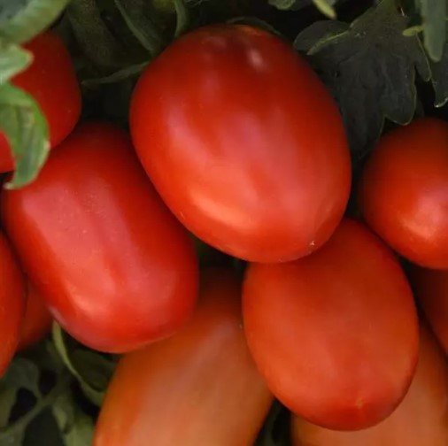 Tomato Seed - Griffin Greenhouse Supplies