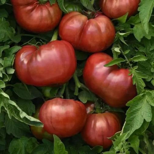 Tomato Darkstar ASTD - Griffin Greenhouse Supplies