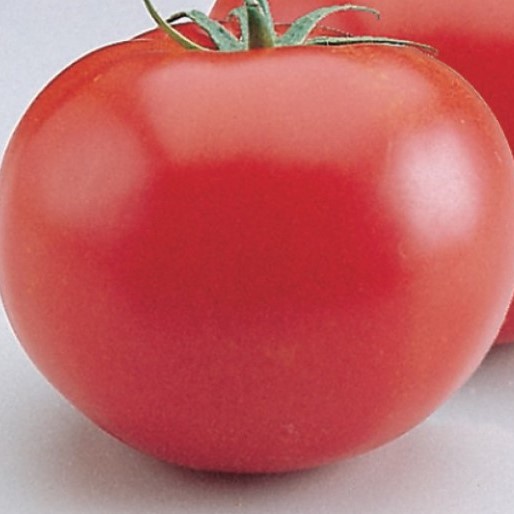 Tomato Seed - Griffin Greenhouse Supplies