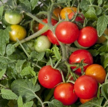 Tomato Seed - Griffin Greenhouse Supplies
