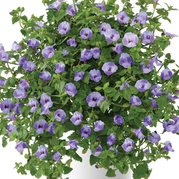 You Searched For "torenia 104" - Griffin Greenhouse Supplies