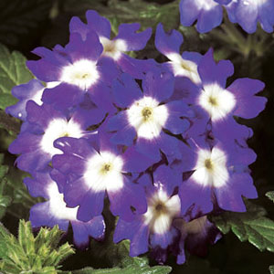 Verbena Seed - Griffin Greenhouse Supplies