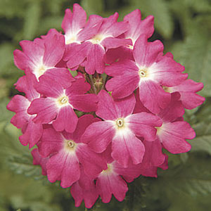 Verbena Seed - Griffin Greenhouse Supplies