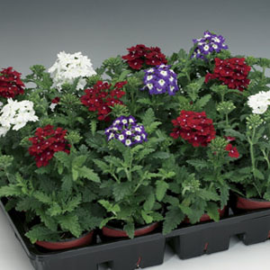 Verbena Seed - Griffin Greenhouse Supplies