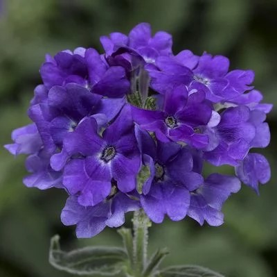 Verbena Tuscany Blue (010000) (10K) ASTD - Griffin Greenhouse Supplies