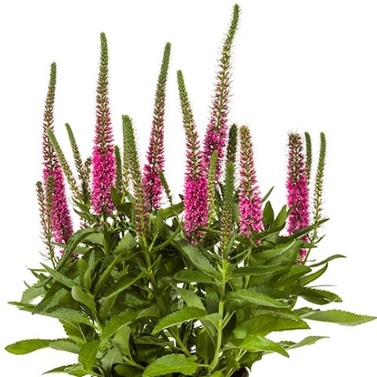 Veronica Vernique Rose 128/125 Growcoon - Griffin Greenhouse Supplies