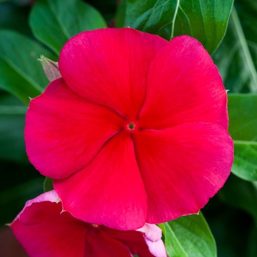 Vinca Blockbuster Dark Red (010000) (10K) ASTD - Griffin Greenhouse ...