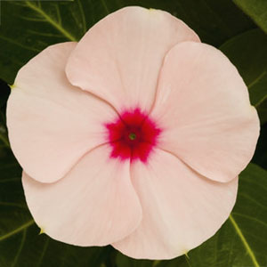 Vinca Cora Cascade XDR Apricot 005000 (5K) ASTD - Griffin Greenhouse ...