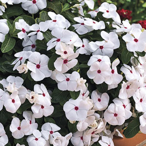 Vinca Cora Cascade XDR Polka Dot (000500) (500s) ASTD - Griffin ...