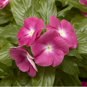 Vinca Seed - Griffin Greenhouse Supplies