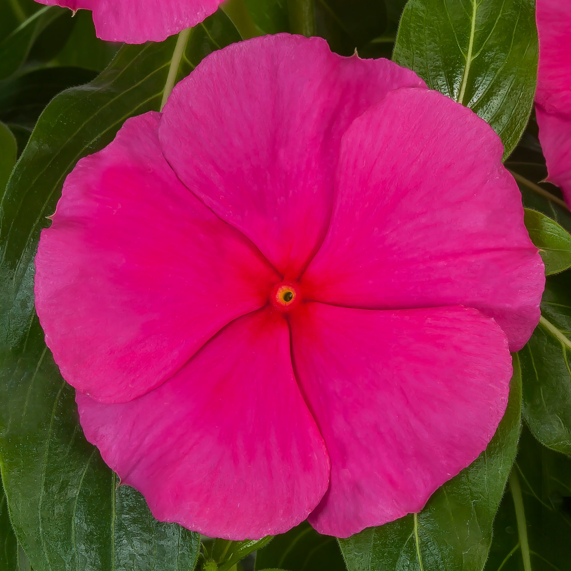 Vinca Seed - Griffin Greenhouse Supplies