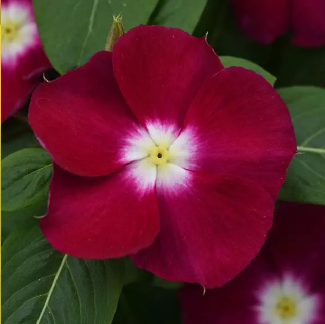 Vinca Mediterranean XP Burgundy Halo (000500) (500s*) ASTD - Griffin ...