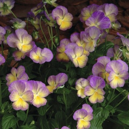 Viola Celestial Starry Night 102/100 URC AutoStix - Griffin Greenhouse ...