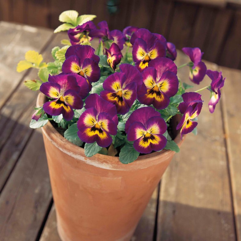 Viola Seed - Griffin Greenhouse Supplies