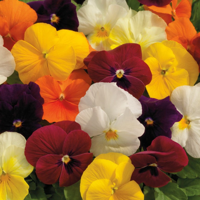 Viola Seed - Griffin Greenhouse Supplies