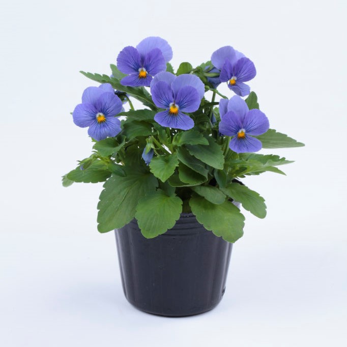 Viola ColorMax True Blue (000500) (500s*) PRIME - Griffin Greenhouse ...