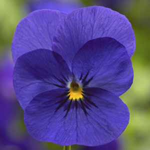 Viola Seed - Griffin Greenhouse Supplies