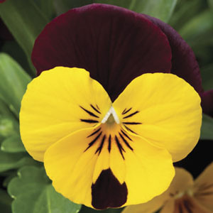 Viola Seed - Griffin Greenhouse Supplies