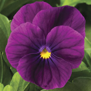 Viola Seed - Griffin Greenhouse Supplies