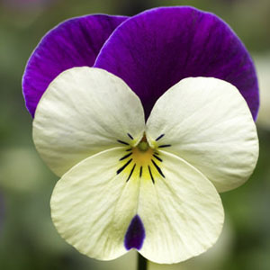 Viola Seed - Griffin Greenhouse Supplies